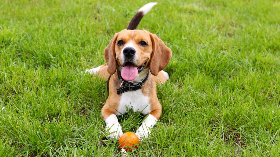 ANAL FURUNCULOSIS Aka Perianal Fistulas | Fairgrounds Animal Hospital