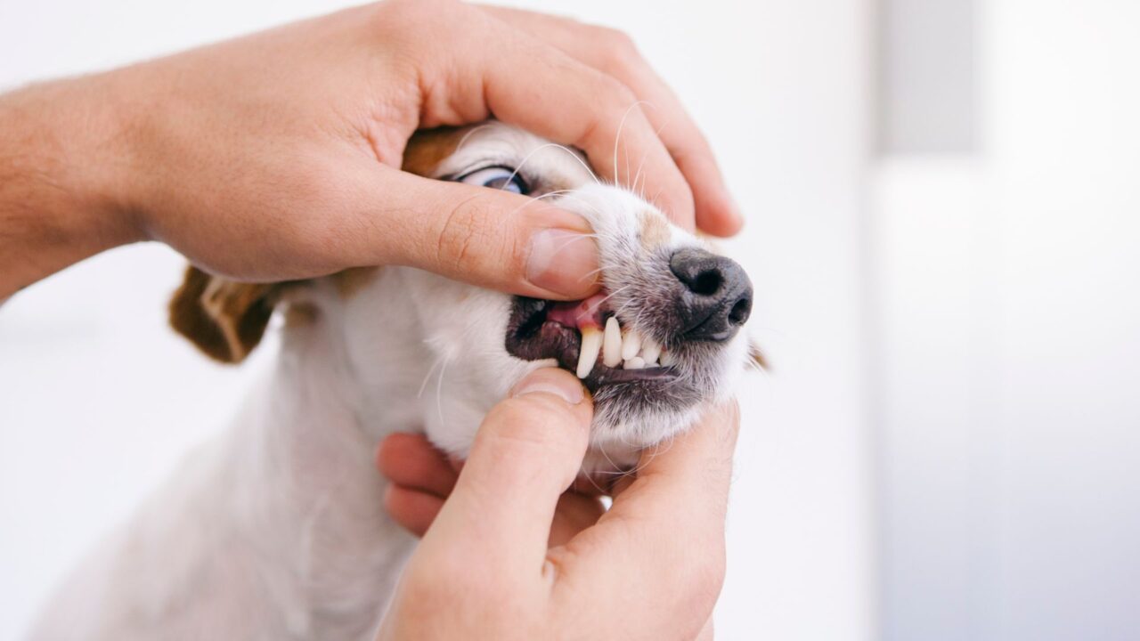 Educational Articles | Fairgrounds Animal Hospital